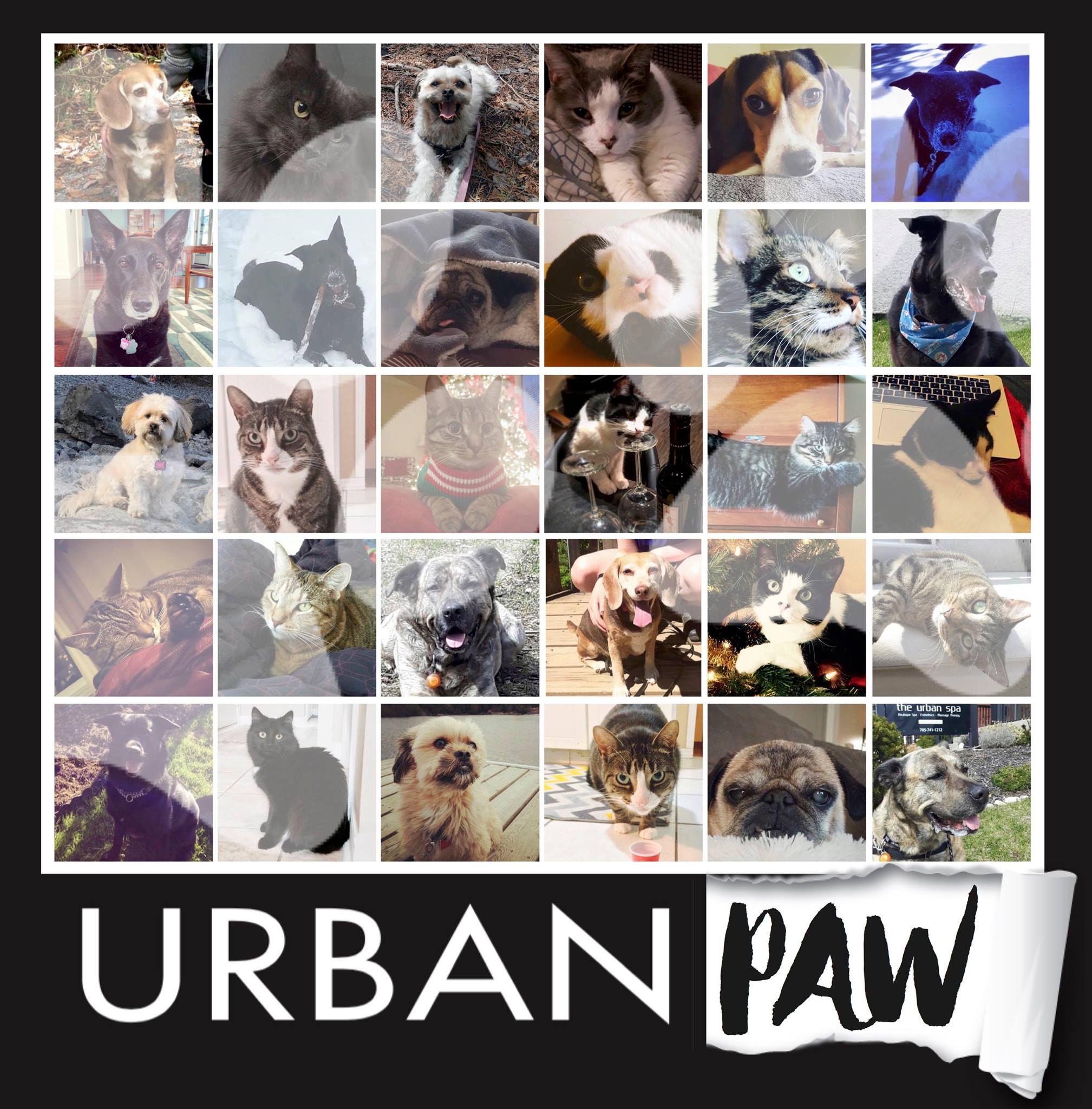 Introducing The Urban Paw | The Urban Spa Peterborough